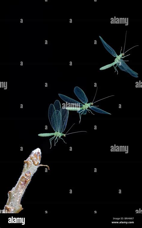 Lacewing Chrysopa Sp Taking Off Multi Image Stock Photo Alamy