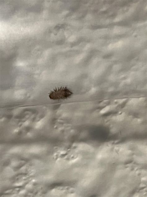 What Is This Found In My Bed R Whatsthisbug
