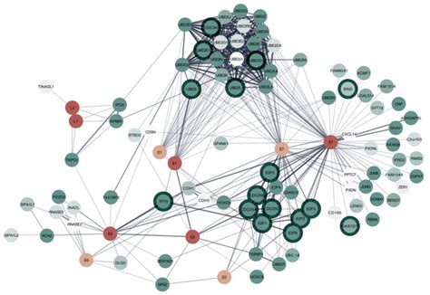 Hpv And Homo Sapiens Interaction Network In Cytoscape Proteins From