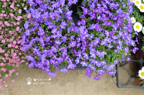 여름꽃로벨리아 키우기 꽃and꽃말 네이버 블로그