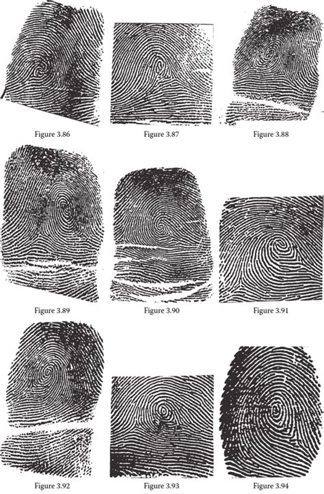 The Whorl Fingerprints Patterns