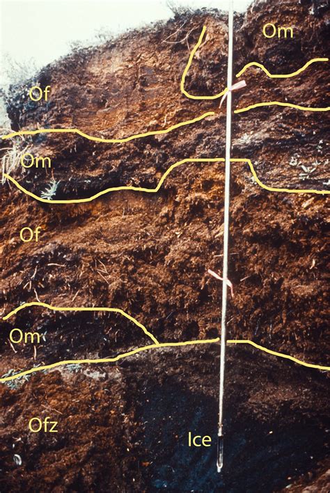 Cryosolic Order Soils Of Canada