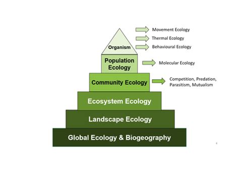 Ecology L21 Module Review Flashcards Quizlet