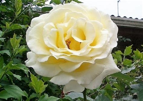 Розы (39 фото): Сорта роз с фото и названиями сорта