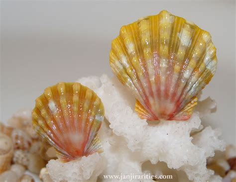 Kahelelani And Sunrise Shell Jewelry By Janjira Sunrise And Moonrise