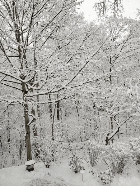 4 Cmu Branch Royalty Free Photos And Stock Images Shutterstock