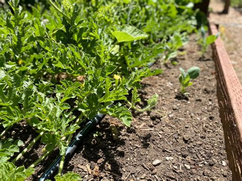 Soil Testing Lab Analysis For Home Gardeners In California