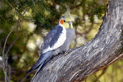 Cockatiel Perched On Tree Branch