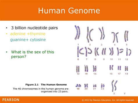 And Prenatal Development Ppt Download