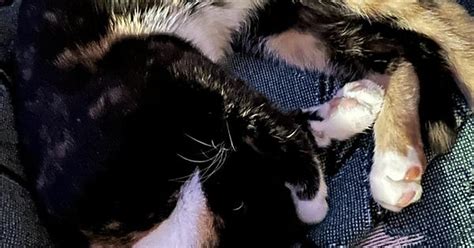 Freddie Album On Imgur Freddie Album On Imgur