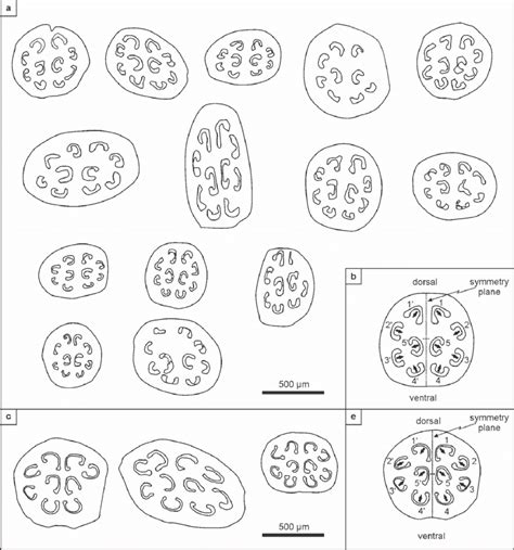 A Redrawn Specimens Of Palaxius From The Cenomanian Of Egypt From