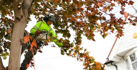 How Much Does It Cost To Trim A Tree