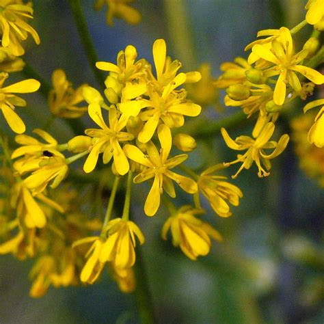 European Wild Plant: Isatis tinctoria Woad