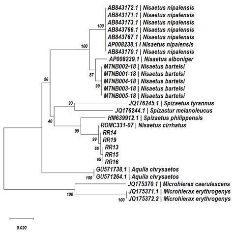 Phylogenetic Tree Of Nisaetus Cirrhatus And Other Species In
