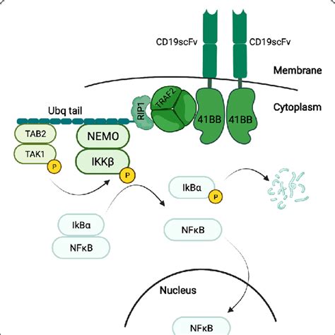 A Schematic Outline Of Events Leading Up To The Nuclear Translocation