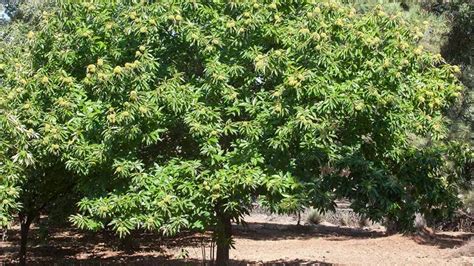 Chestnut Oak Tree
