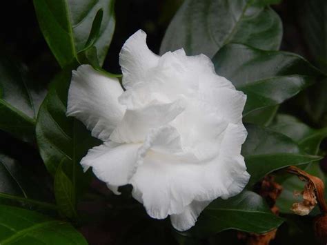 Gardenia Care Guide Top Tips For Thriving Blooms Gardenpidia