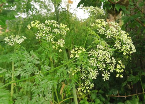Iowa Wildflower Wednesday Poison Hemlock Bleeding Heartland
