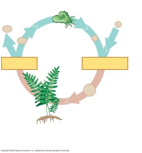 Biology 102 Exam 2 Chapter 30 Flashcards Quizlet