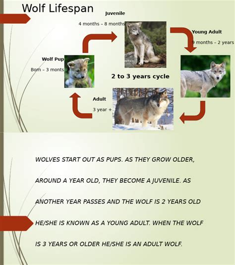 Wolf Growth Stages Explained Pdf