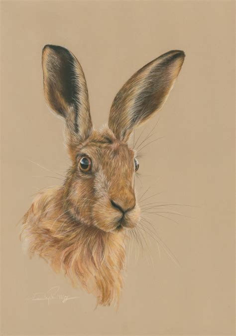 Learn To Draw Hare Portrait Masterclass April 2022 Cambridge Makers