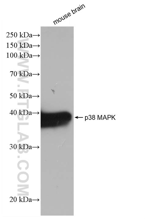 P38 Mapk Antibody 80821 3 Rr Proteintech