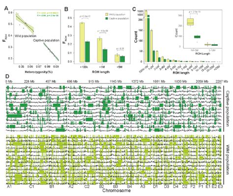 Genome Wide Inbreeding Estimation Of Amur Tigers A A Positive Download Scientific Diagram