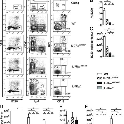 Pro B Cells From Il 7ra 449f 449f And Il7ra 2 2 Mice Die By Apoptosis Download Scientific