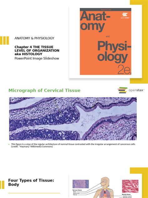 Tissue Organizationaka Histology Msjc Pdf Epithelium Connective