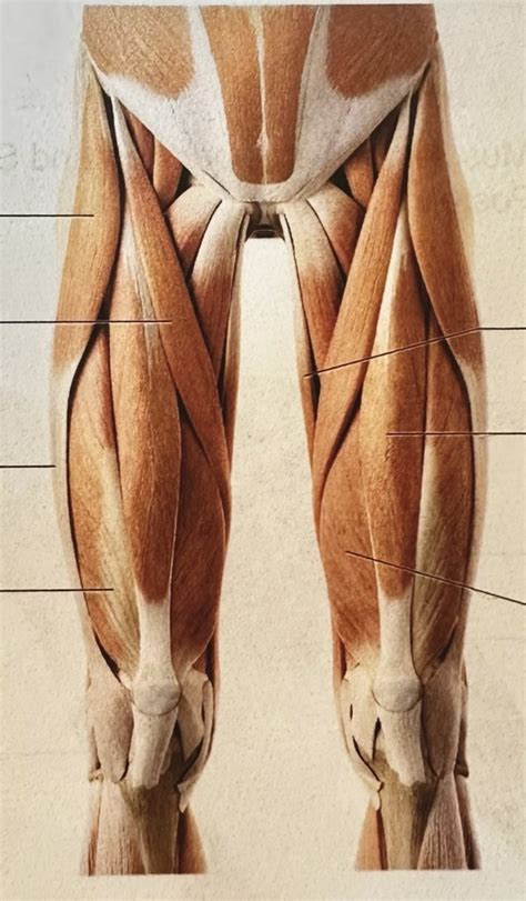 Upper Leg Muscles Labeling Lab 10 Diagram Quizlet
