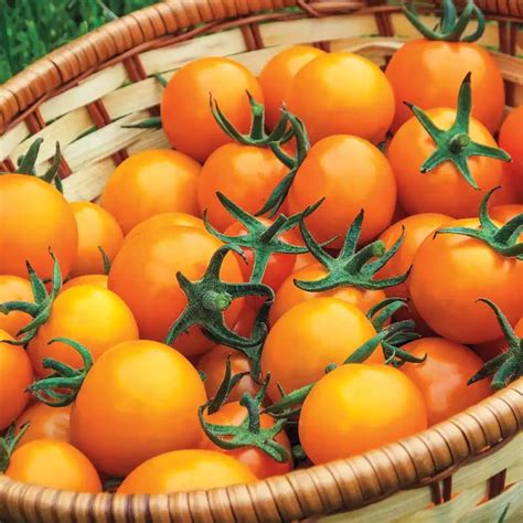 Sungold Hybrid Cherry Tomato Gurneys Seed And Nursery Co
