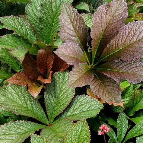 Rodgersia ‘bronze Peacock Terra Nova® Nurseries Inc