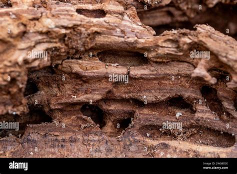 Tree Trunk Eaten By Insects Natural Old Tree Texture Top View Of The Bark Of A Tree Wood