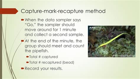 What Is Mark And Recapture At Salvador Kress Blog