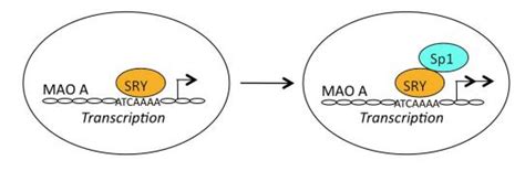 sry as a male specific genetic modifier in human diseases laulab
