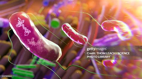 Rna Obelisks In Gut Bacteria Illustration High Res Vector Graphic Getty Images