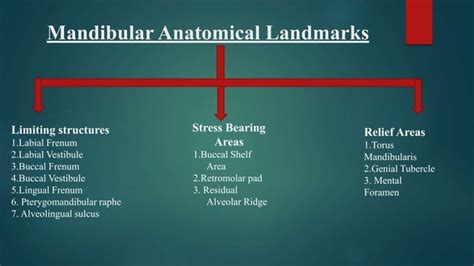 Maxillary And Mandbular Anatomical Landmarks Pptx Dental Health