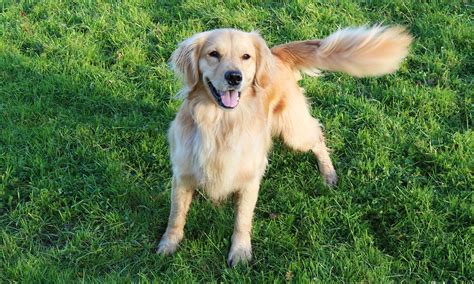 Why Do Dogs Wag Their Tail Chewy