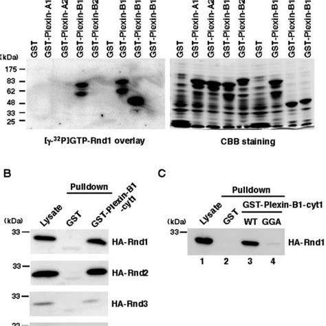 Effect Of Rnd1 On The Plexin B1 Mediated Rhoa Activation Cos 7 Cells