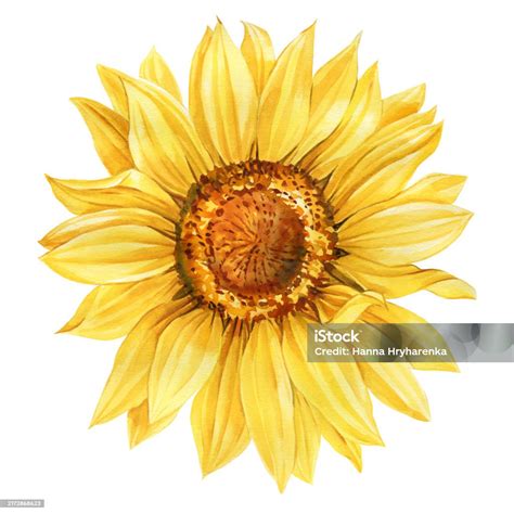 해바라기 수채화 녹색 잎과 노란색 꽃 여름 손으로 그린 식물 디자인 고립 된 배경 수채화에 대한 스톡 벡터 아트 및 기타 이미지 수채화 해바라기 드로잉 Istock