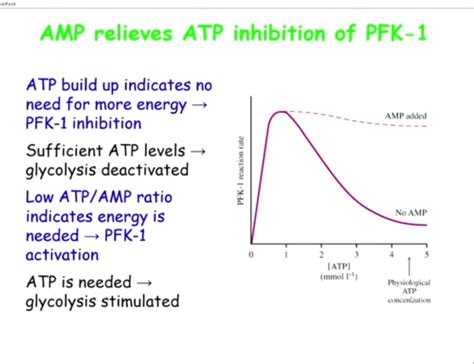Biochem Lecture 16 Flashcards Quizlet