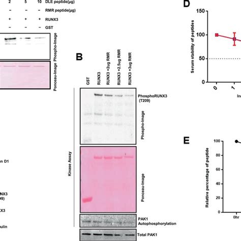 rmr peptide inhibits runx3 phosphorylation a in vitro pak1 kinase assay