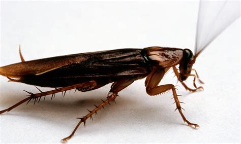 Cockroach Wallpapers Images Photos Pictures Backgrounds Cockroach Wallpapers Images Photos Pictures Backgrounds