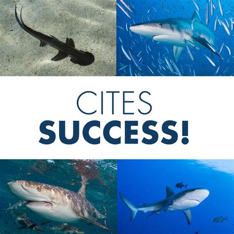 謝孜齊 andy hsieh on linkedin landmark vote for sharks