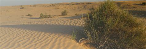 Arabian Desert Plants 5 Dazzling Desert Flowers Of Saudi Arabia