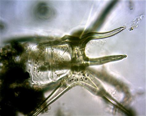 319 Questions With Answers In PHYTOPLANKTON Science Topic