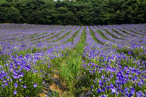 도라지 이미지 찾아보기 17 223 스톡 사진 벡터 및 비디오 Adobe Stock