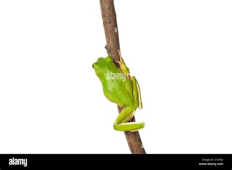 White Lipped Tree Frog On A White Background Stock Photo Alamy