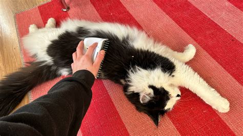 Best Catnip Toys We Tried And Tested And Are Worth It PetsRadar