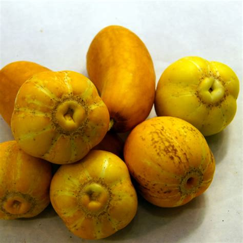 Shop Cucumber Lemon Seeds J Parkers Dutch Bulbs